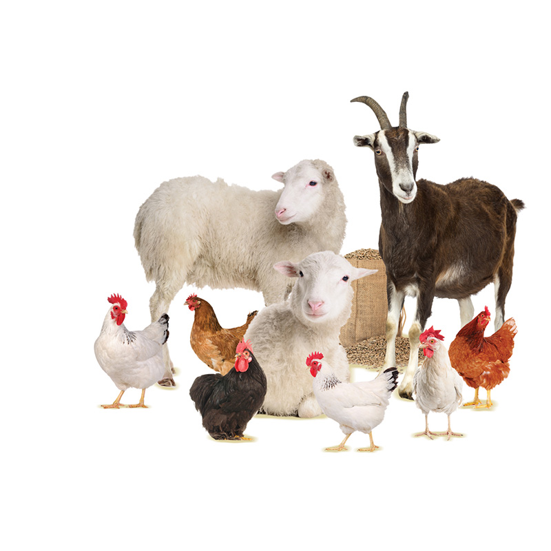 A Starter Farm + a Piglet